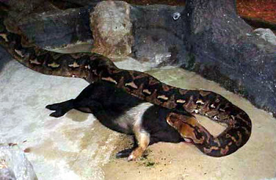 WILD LIFE: Anaconda Eating a Pig