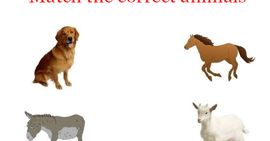 Match the correct animals
