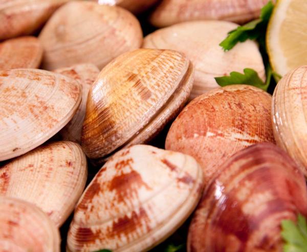 Pescados MiJeSan: TIPOS DE ALMEJAS