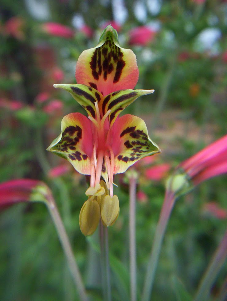 FLORA DE MISIONES Argentina: Alstroemeria psittacina Lehm.