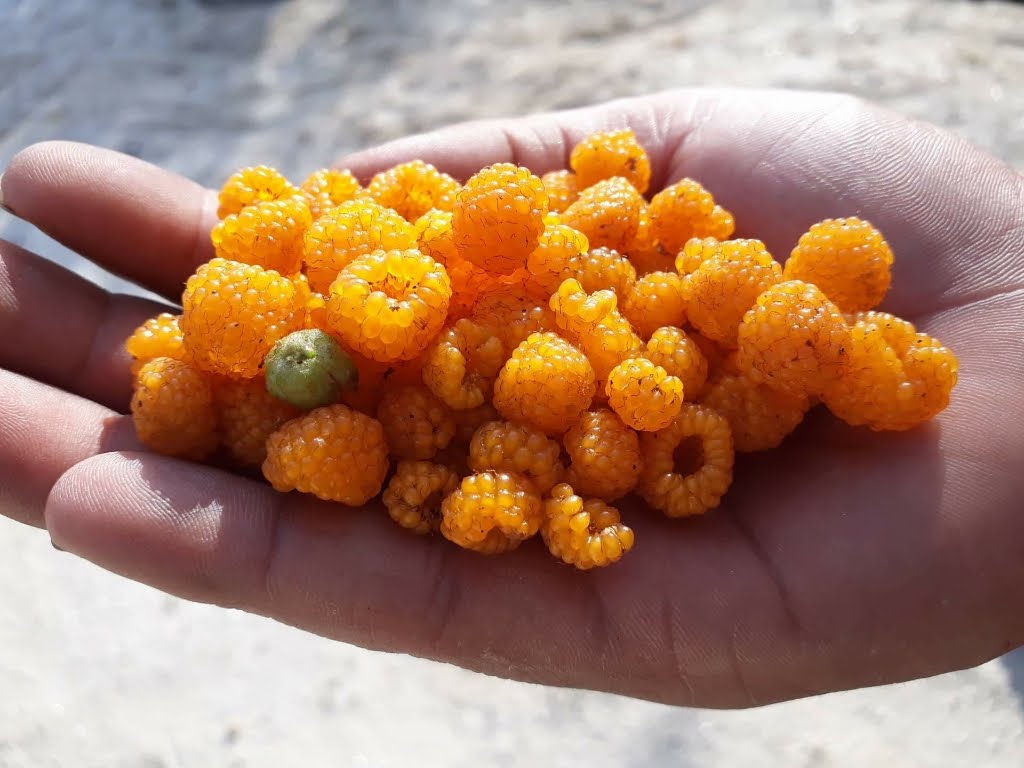 Nepalese wild fruits