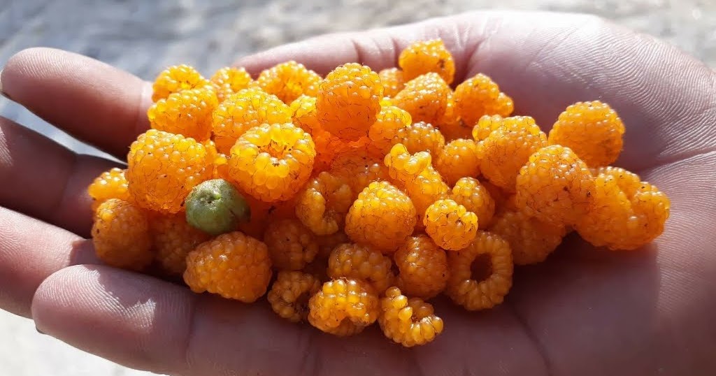 Nepalese wild fruits : Wild fruits of middle mountain and high Himal of ...