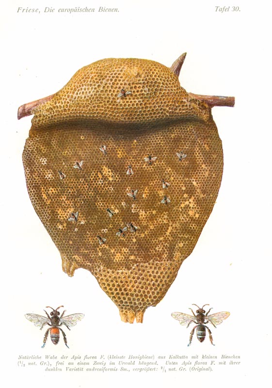 CORONA APICULTORES: APIS FLOREA