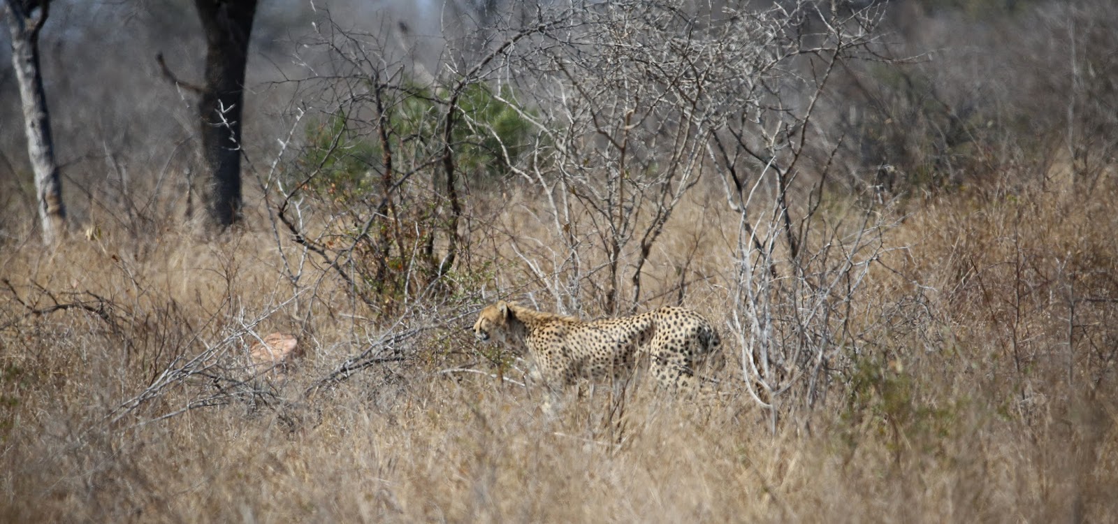 Worldbirder: Clare & Rowan in Africa!