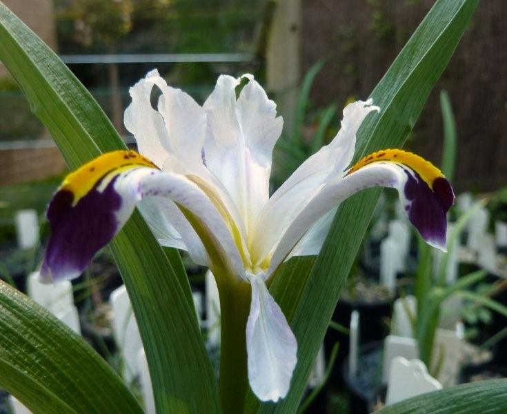 Alpine Garden Society Victorian Group: Iris Photo's From Otto.