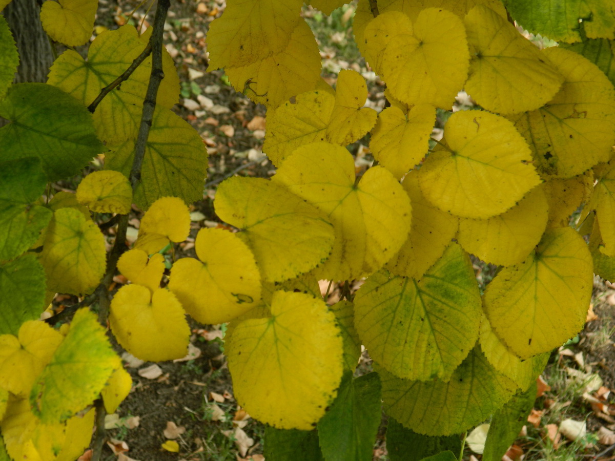 LA MULTI ANI, ROMANIA!: Frunze galbene de tei