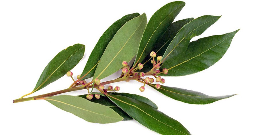 PLANTA MEDICINAL LAUREL