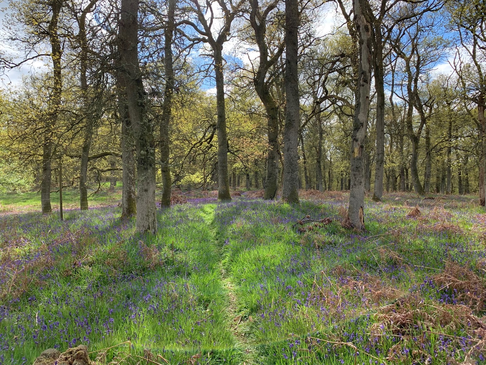 Chamfron Stud : Kinclaven Bluebell Wood