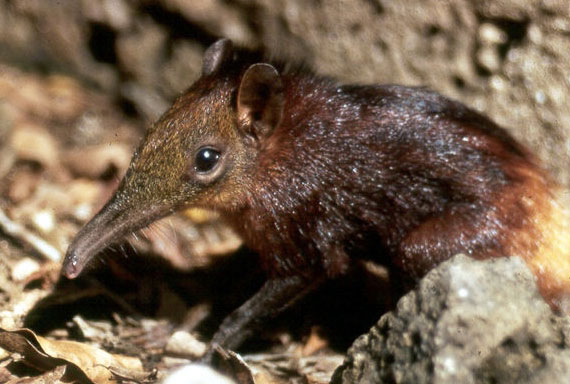 WORLDPORI: ENDANGERED DESPERATE SHREW