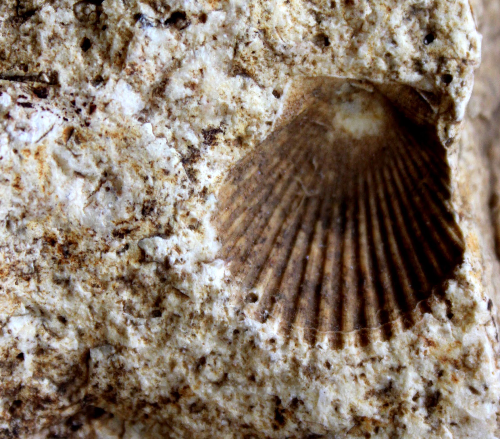 IMAGES OF OUR PAST - FOSSIL WITH IMPRINT OF SHELL FROM A FEW MILLION ...