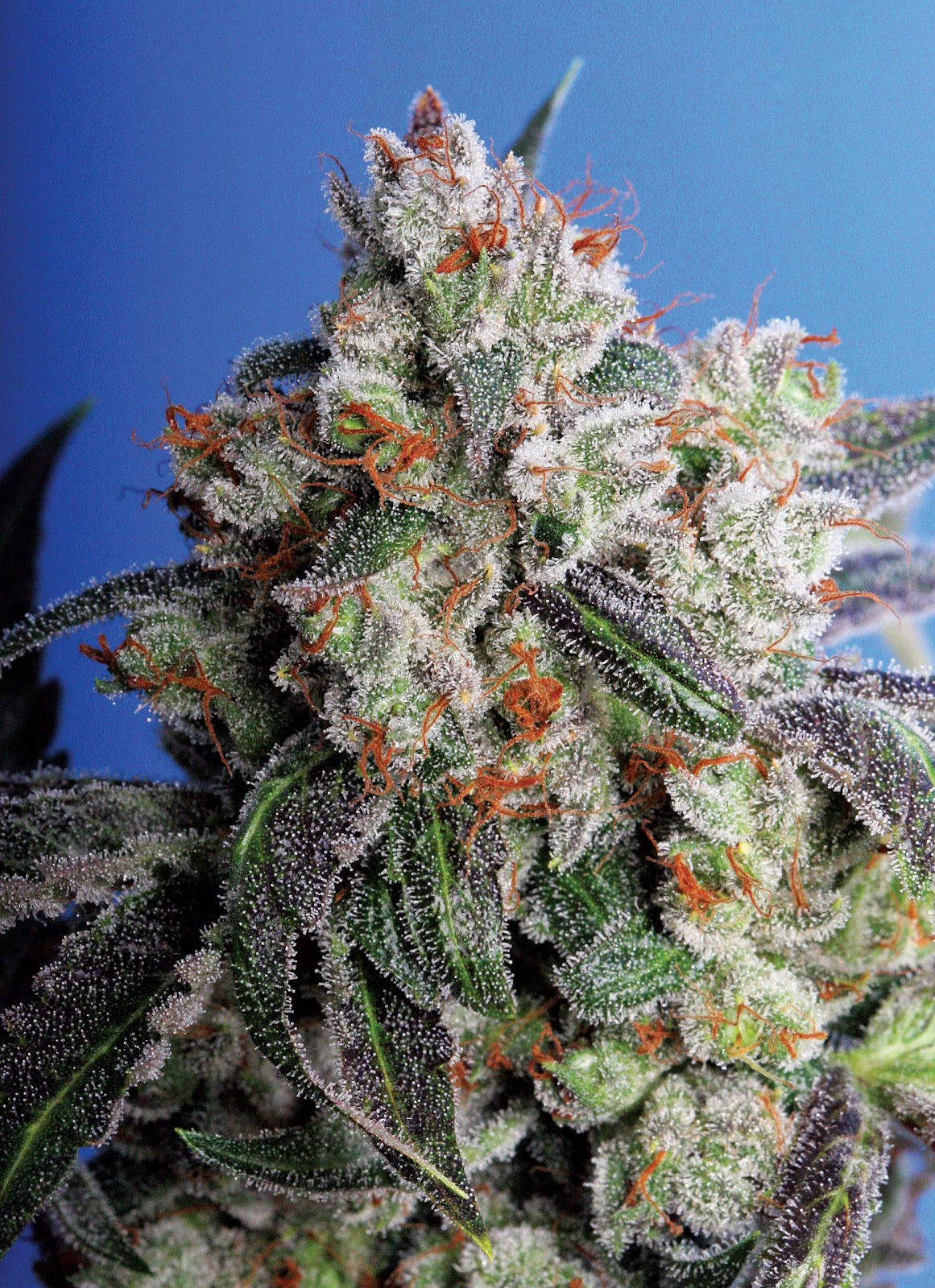 Cannabis Indica: The Essential Guide: Burmese Kush by TH Seeds