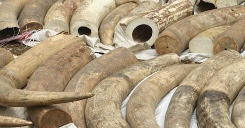 ABC Radiology Blog: The Ivory Vertebra Sign