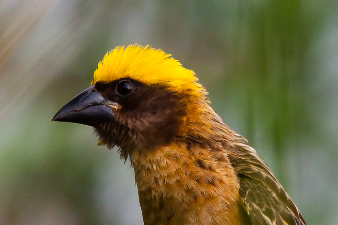 SOUTH EAST ASIA BIRDS - Malaysia birds paradise: Baya Weaver