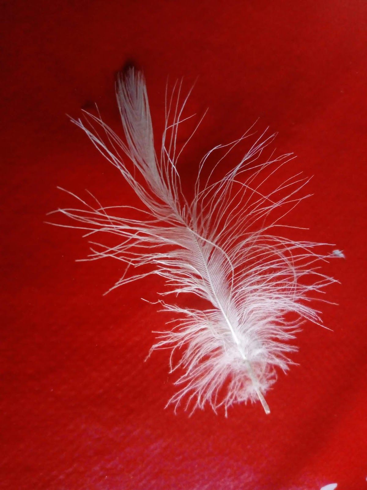 Angeli intorno a noi: Il mio Segno dal Cielo