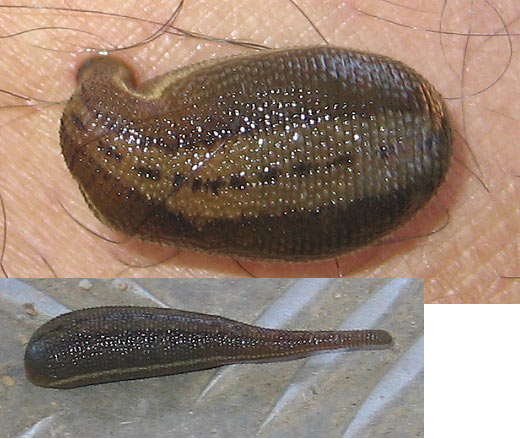 Welcome to My Life - Naim