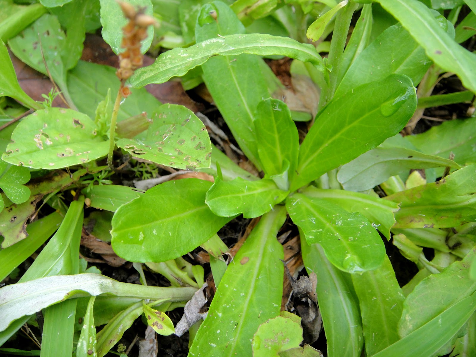 DWAN雲之端: 裏白鼠麴草--學名：gnaphalium spicatum Lam.；英文名：Shiny Cudweed；裏白鼠麴草的葉片 ...
