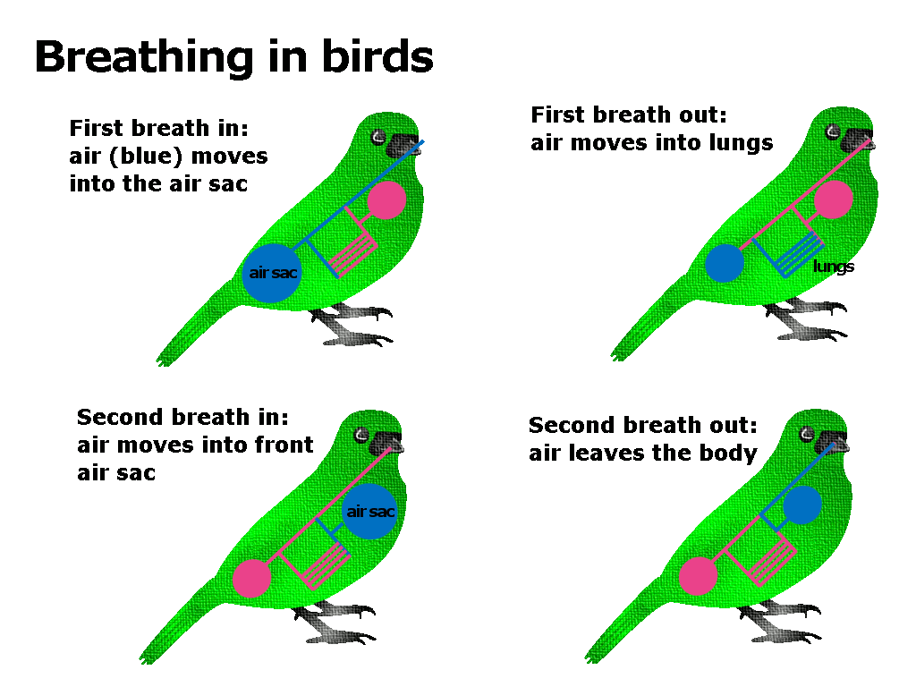 El Rincón del Pequeprofe: BIRDS