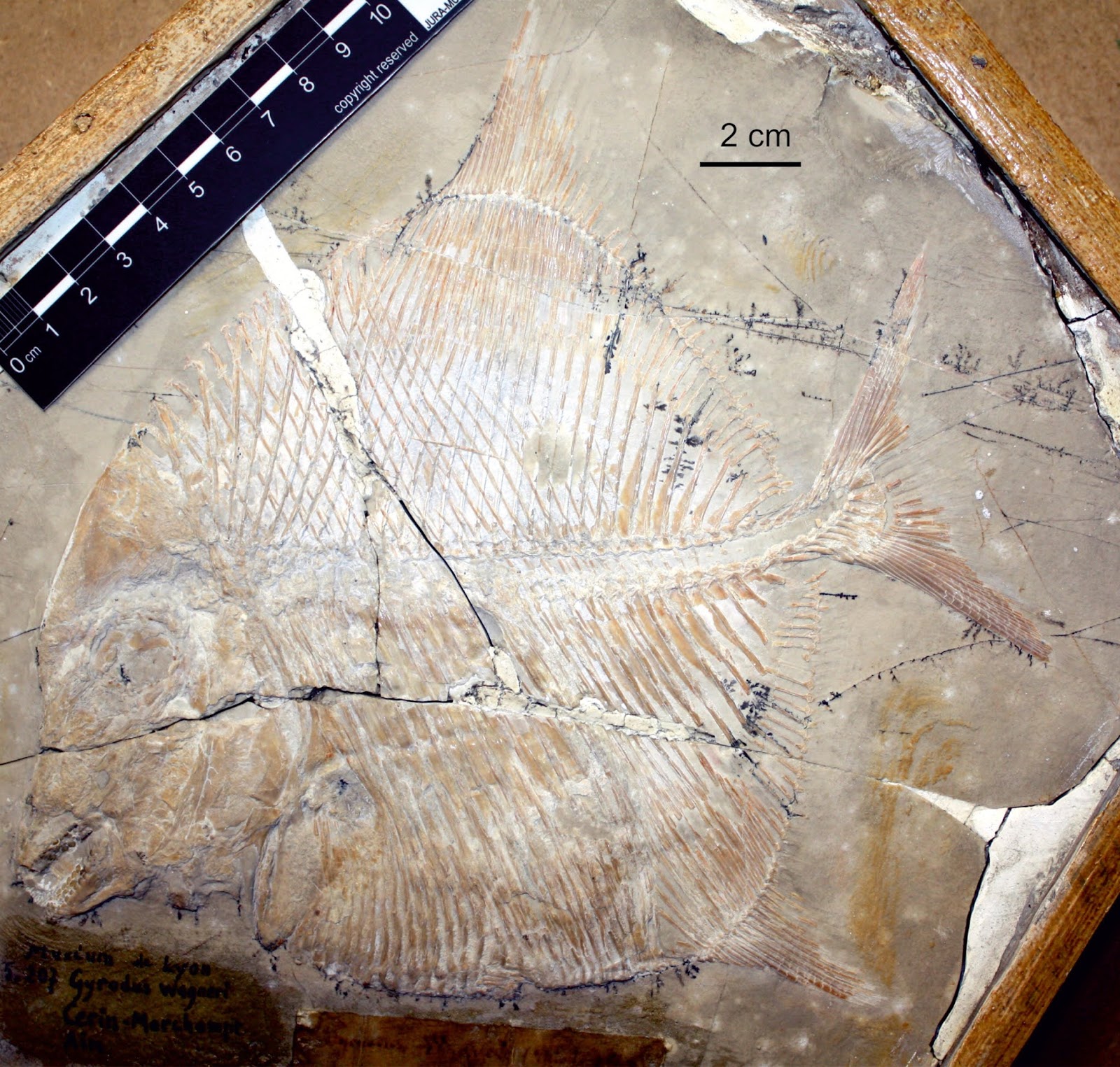 Species New to Science: [PaleoIchthyology • 2020] Thiollierepycnodus ...