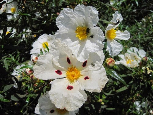 Gotas de Poesias e Outras Essências: FLOR DE ESTEVA