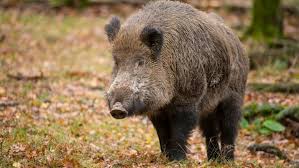 MISTRET ce reprezinta ce semnifica ce simbolizeaza - Interpretare Vise