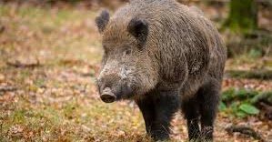 MISTRET ce reprezinta ce semnifica ce simbolizeaza - Interpretare Vise