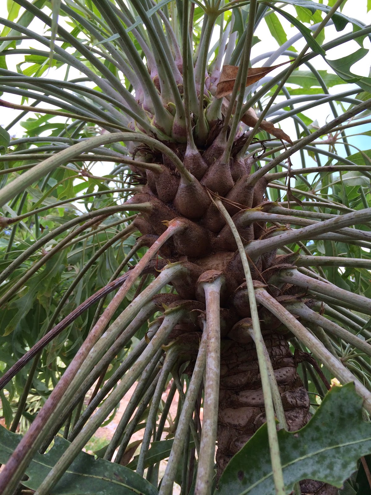 Trees of Santa Cruz County: Cussonia paniculata sinuata - Mountain ...