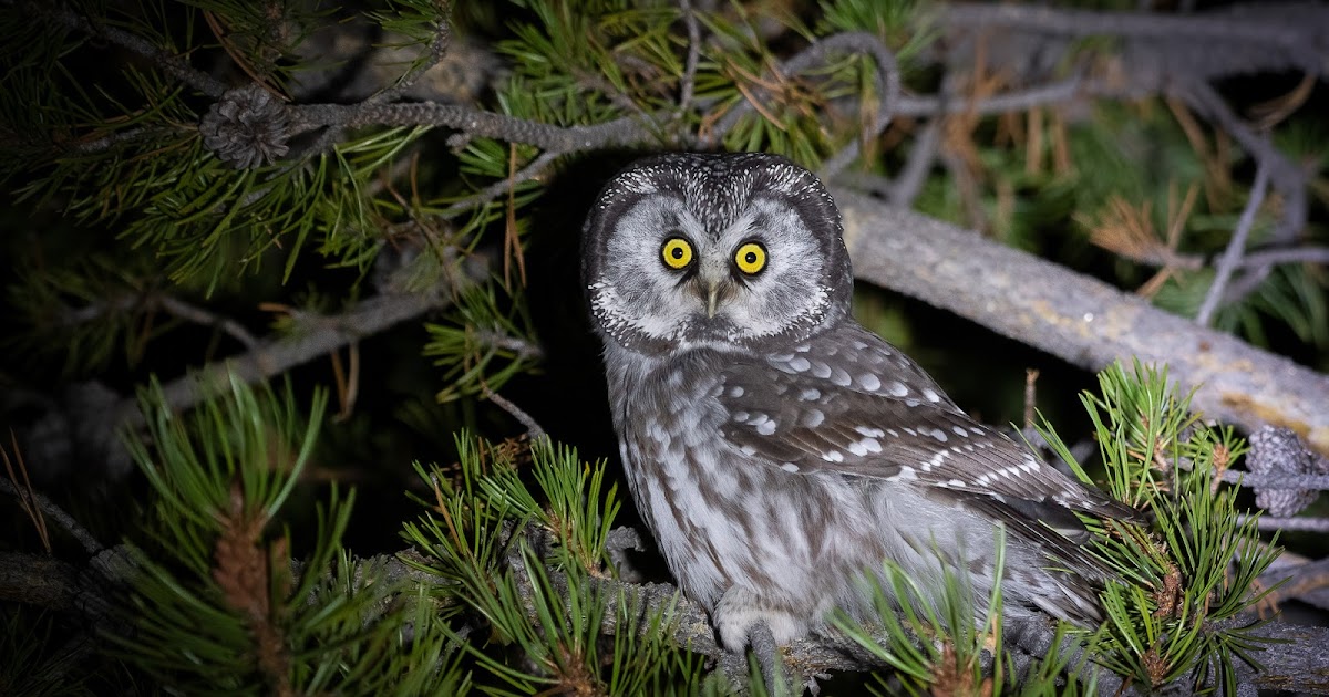 NeoVista Birds and Wildlife: A Series of Boreal Owl Encounters
