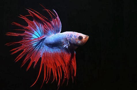 The Presurfer: The Stunning Beauty Of Siamese Fighting Fish