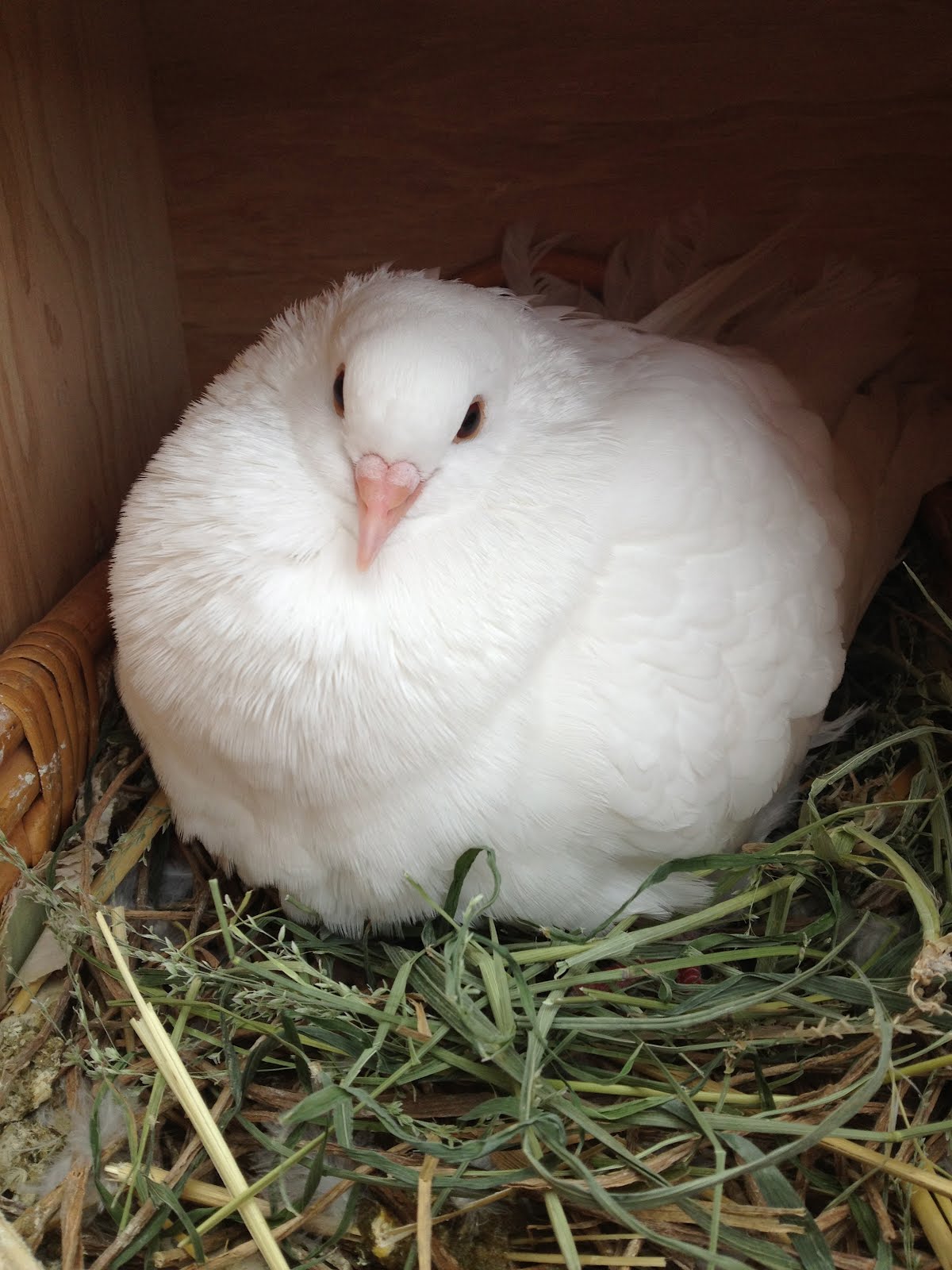 the rescue report: Valiant