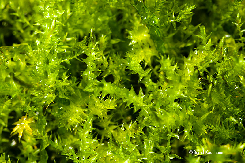 aquamax - das Weblog zur Website: Foto des Tages: Leptodictyum riparium ...