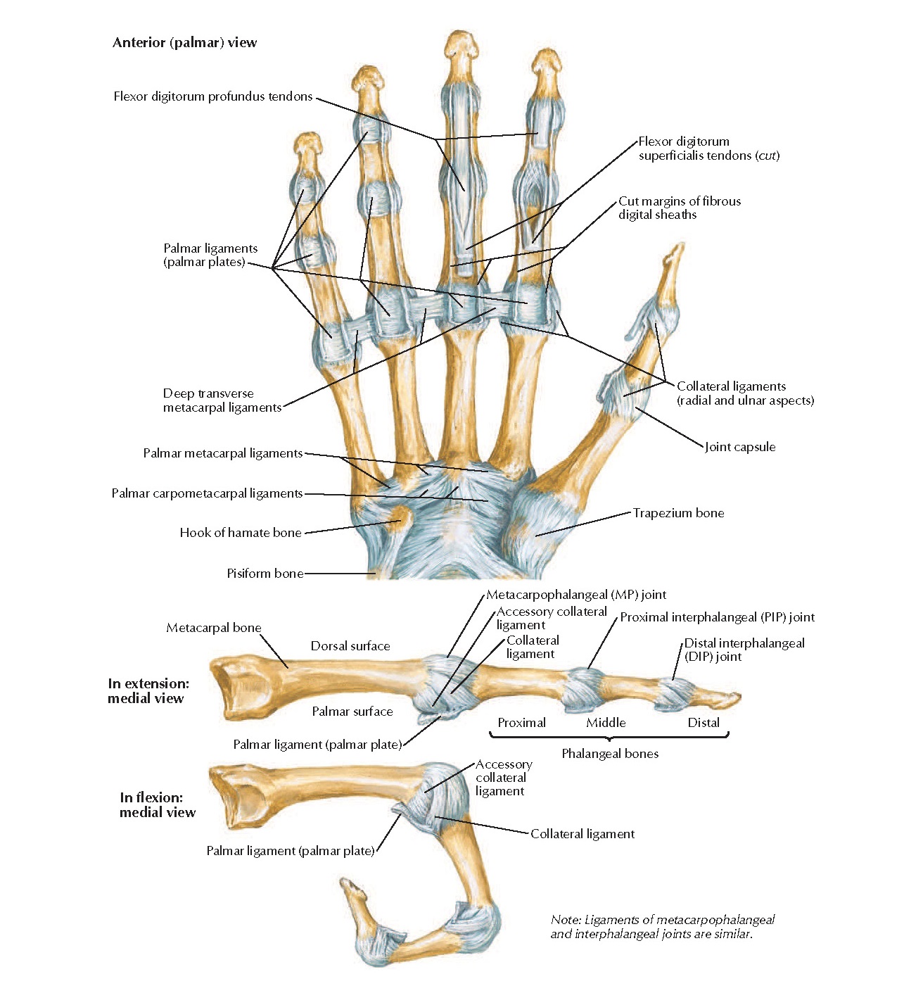 Metacarpophalangeal and Interphalangeal Ligaments Anatomy - pediagenosis