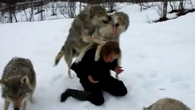 The animal zone: Call of the wild: Amazing reaction of wolves who come ...