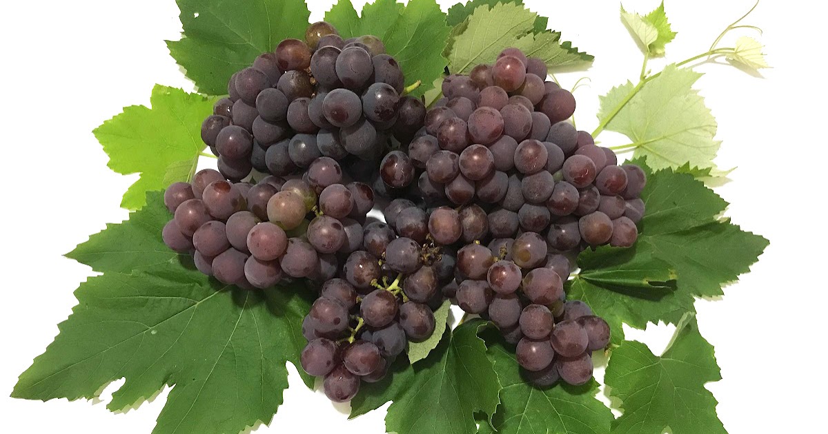 Viveiro Ciprest - Plantas Nativas e Exóticas: Uva Niagara Rosada ...