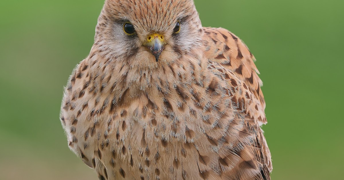 Female Common Kestrel Eye to Eye