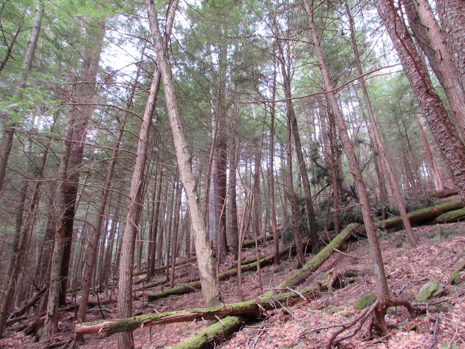 Cook Forest State Park: Tranquil Old Growth Forest, the Clarion River ...