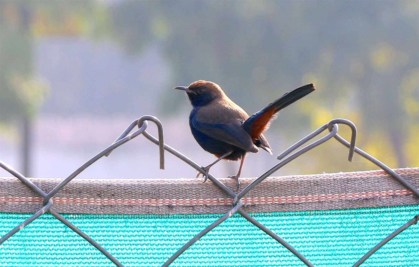Indian Robin (Male)