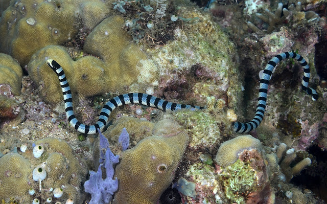 Ular Asli Indonesia: Ular Laut Erabu (Laticauda colubrina)