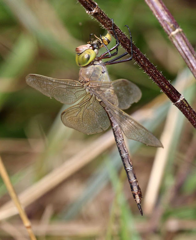 Oxon Dragonflies: LESSER EMPEROR - on Lake north of the Drayton to ...