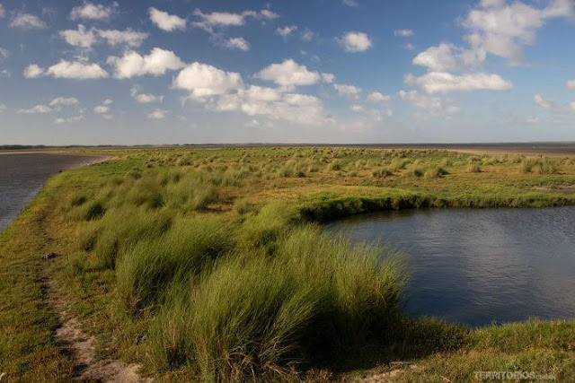 Onde as Plantas Crescem - Chernossolos
