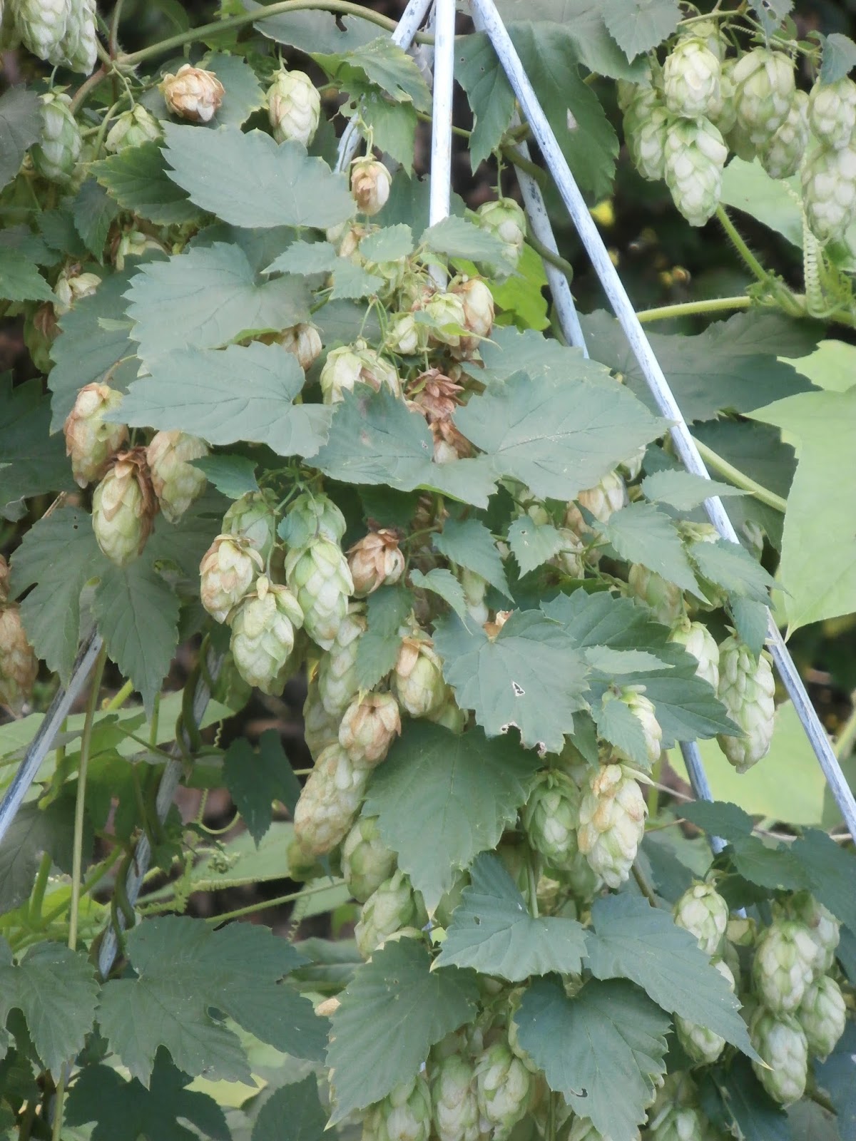 METIDO EN JARDINES: Lúpulo, no solo en cerveza.