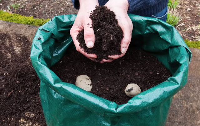 Akak Tak Perlu Beli Kentang Lagi! Begini Cara Tanam Kentang Dalam Guni ...