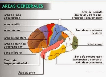 Neuropedagogia: Areas