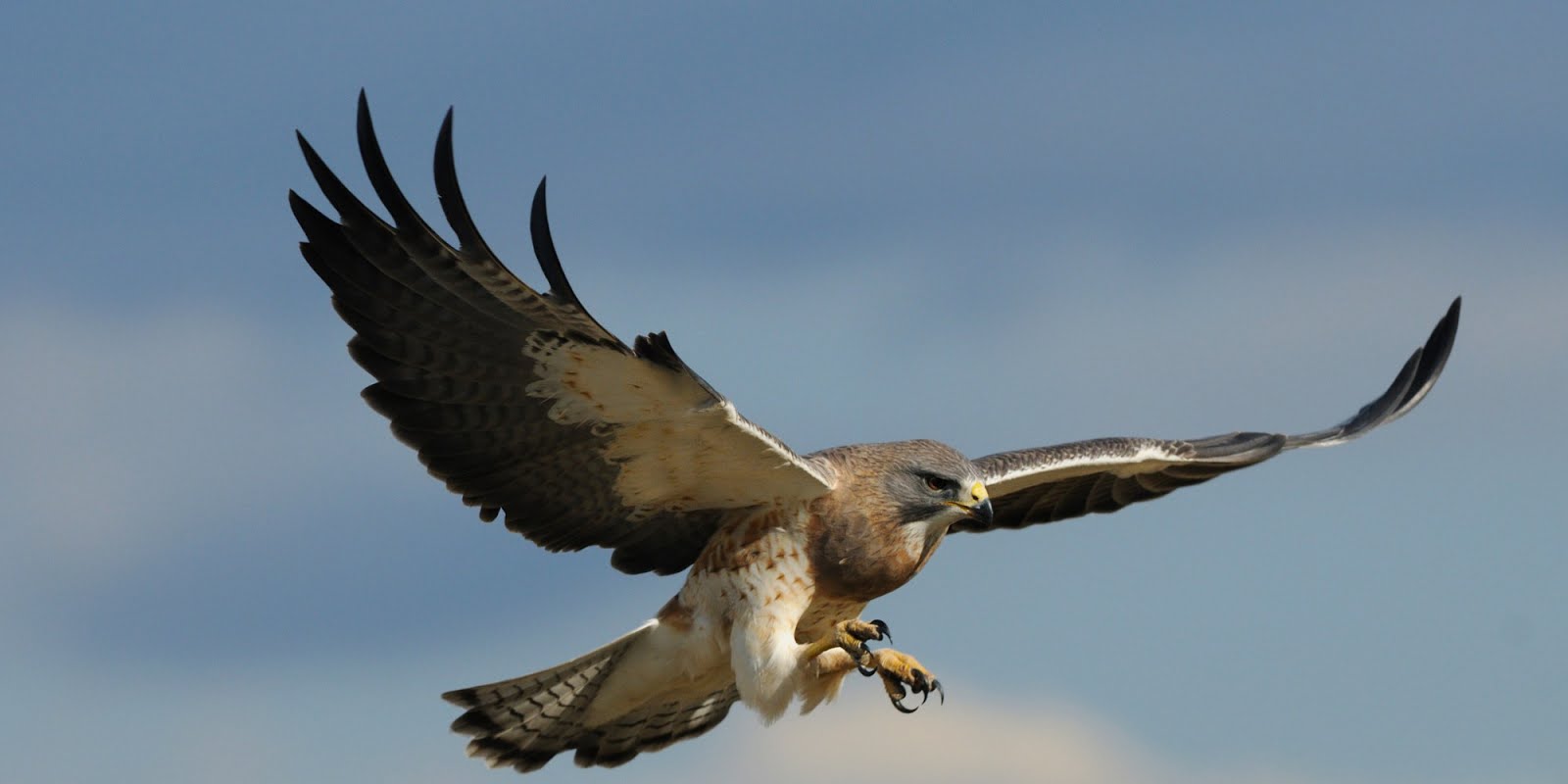 alldayschool: Tο φίδι και το γεράκι