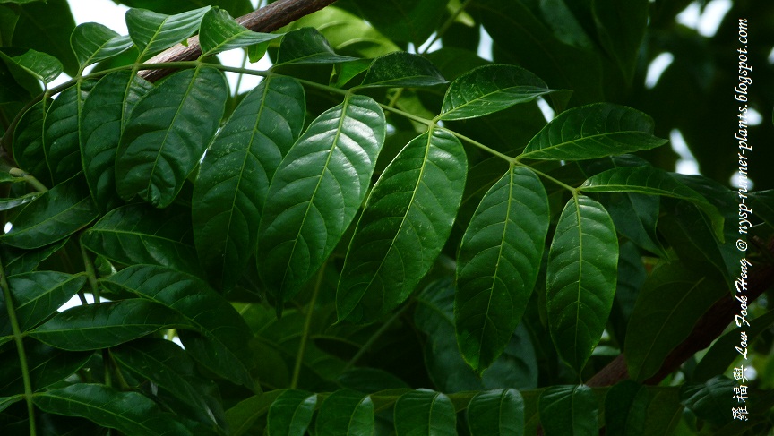 馬來西亞熱帶雨林: Azadirachta 印楝屬