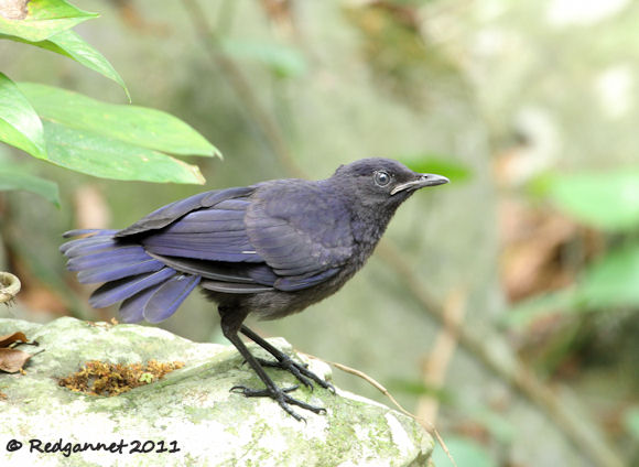 Redgannet: Kadoorie Farm and Botanical Garden, Hong Kong.