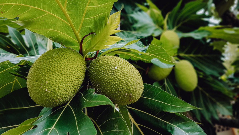 Tak Hanya Bikin Kenyang Ini 5 Manfaat Buah Sukun Yang Jarang Diketahui