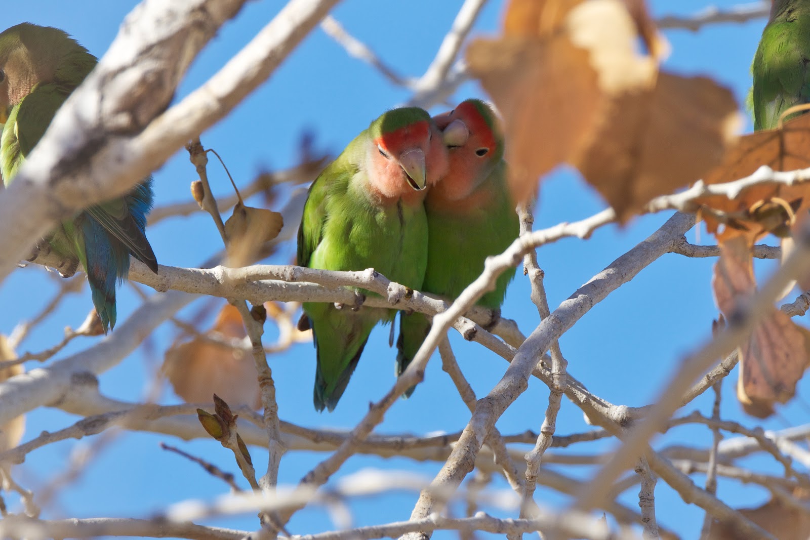 Feather Tailed Stories: Peach-faced Lovebirds