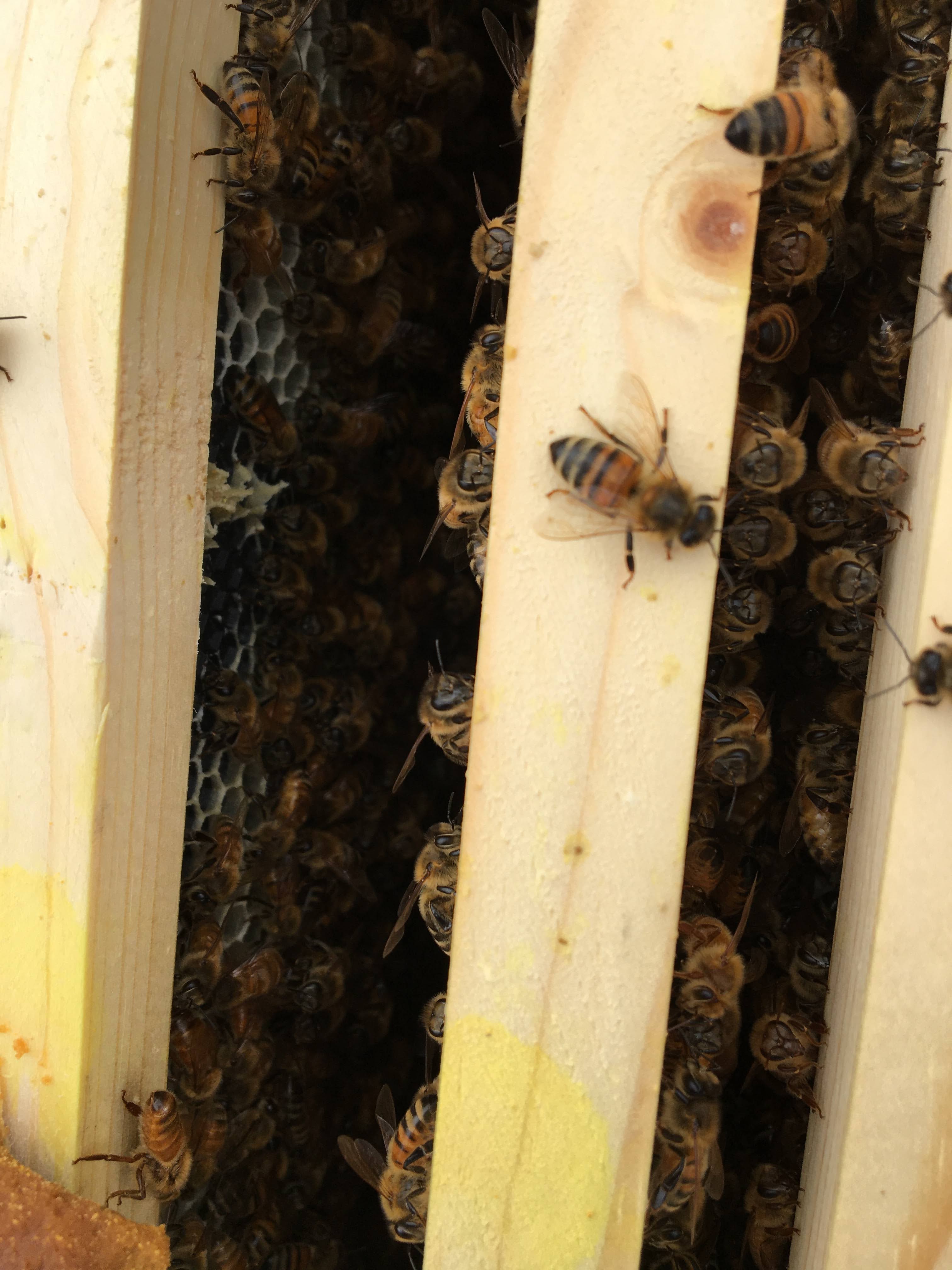 Video of Our Honey Bee Installation
