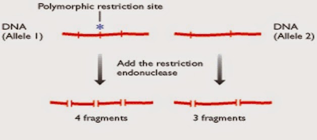 Basic Idea of Genome Mapping