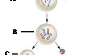 Perhatikan diagram oogenesis berikut! Ciri yang dimiliki Tahap C adalah ...